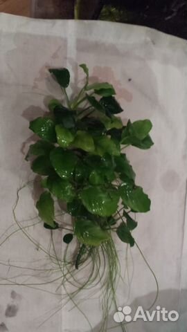 Анубиас Нана, креветки вишня