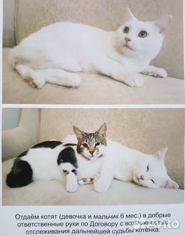 Котята
