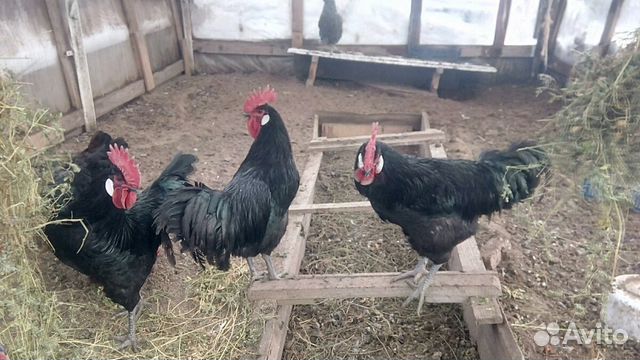 Петух породы Барбезьё