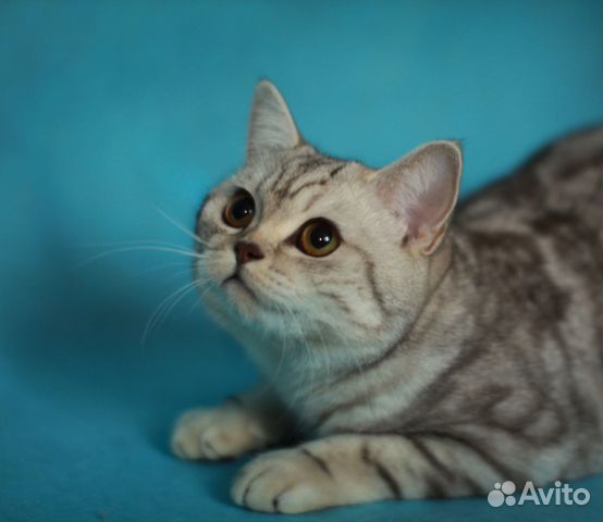 Кошка в расцвете лет