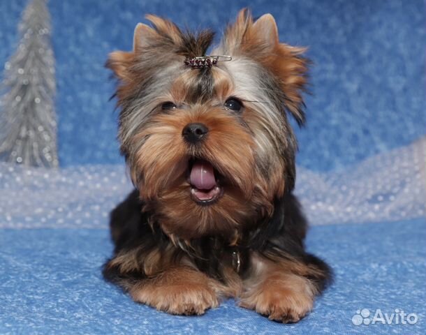 Йоркширский мальчик- зовёт играть