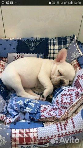 Французский бульдог