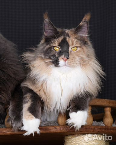 Кошечка мейн-кун 9 месяцев