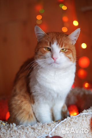 Кот Камыш ищет дом