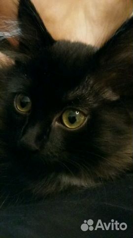 Маленькая Леди