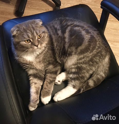 Шотландский вислоухий кот. Вязка