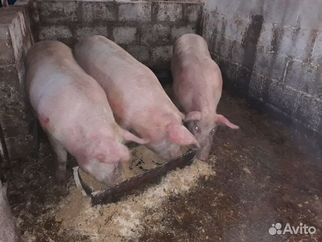 Свиньи Чистопородные мясной породы "см" на племя