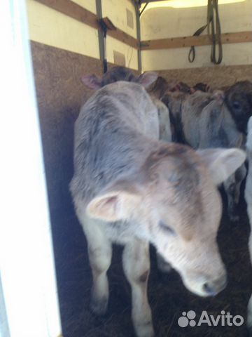 Телята и телки швицкой породы