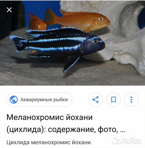 Цихлиды Йоханы и Итунги ацей