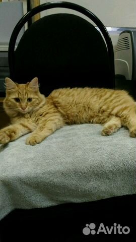 Рыжулька - красотулька