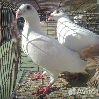 Голубь