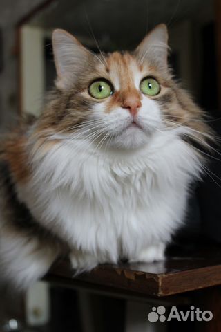 Кошка с перламутровыми глазами