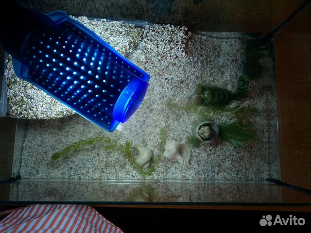 Красноухие черепахи