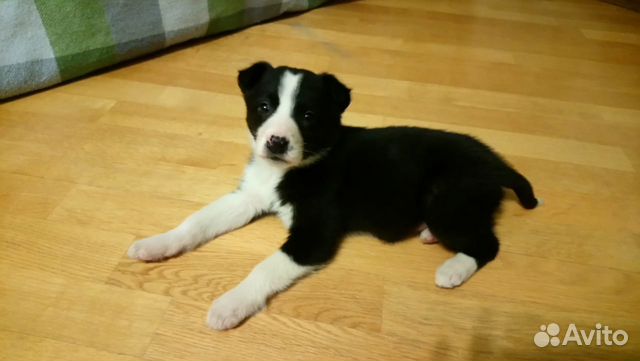 Близкий метис лайки малышка джейси