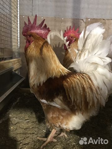 Цыплята, Яйцо инкубационное