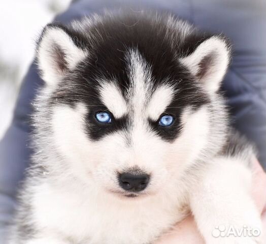 Породистые голубоглазые щенки