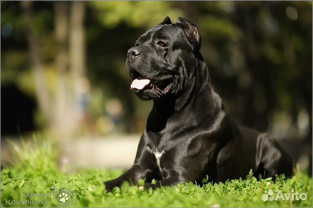 Вязка. Итальянские крови