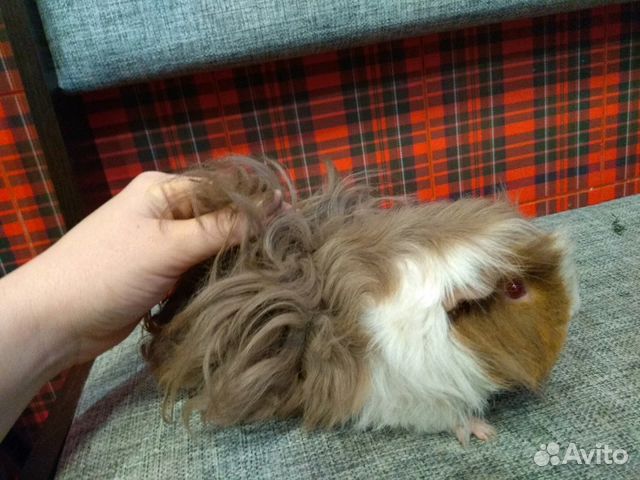 Морская свинка Лункария с клеткой