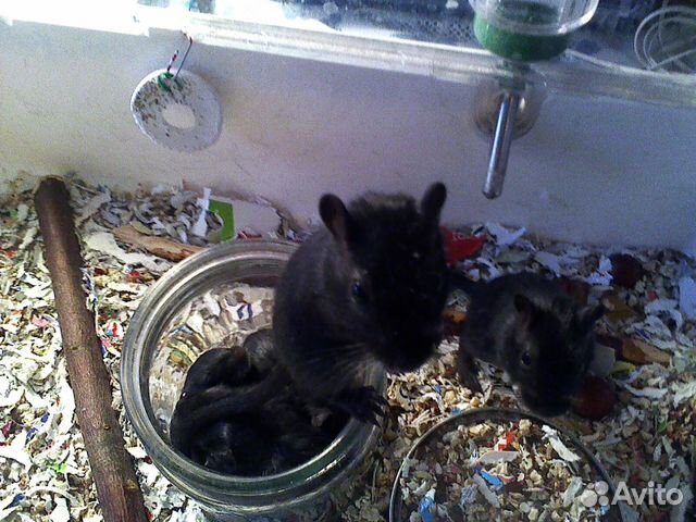 Песчанки чёрного окраса