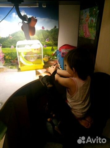 Хомяк с клеткой