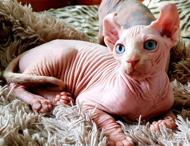 Канадский сфинкс-эльф