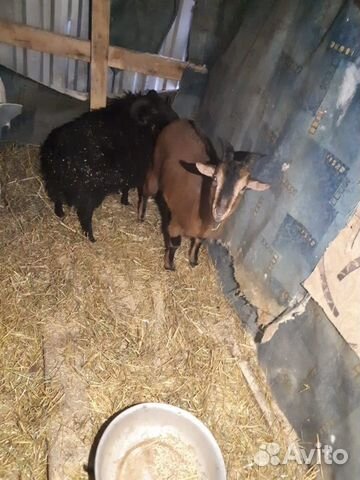 Карликовый баран обмен