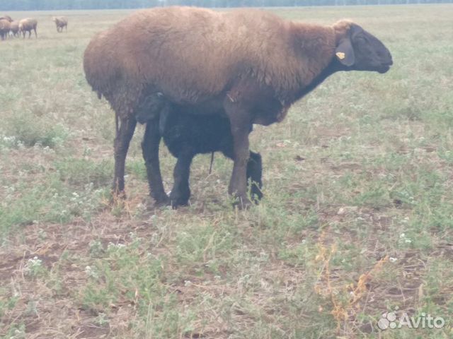 Матки гиссарской курдючной породы