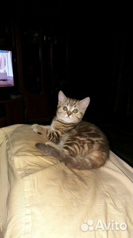 Кошечка шотландка