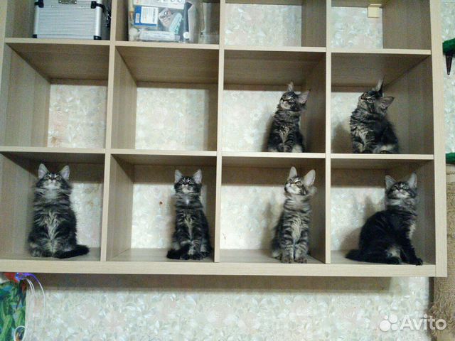 Котята мейнкуна