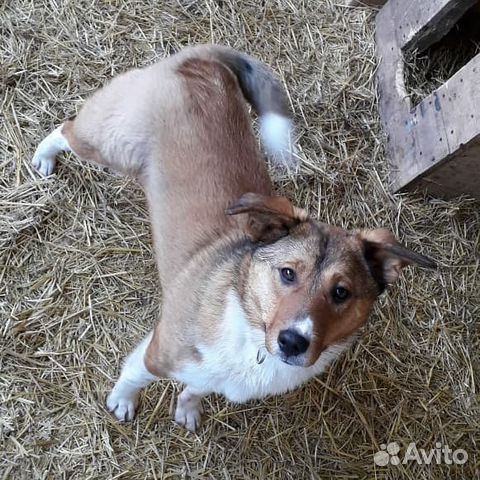Девочка-дворняжка 6 месяцев в добрые руки