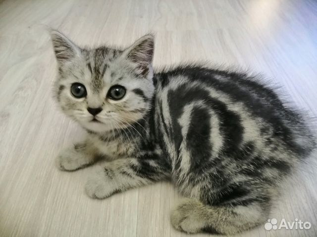 Шотландская страйт мрамор на серебре