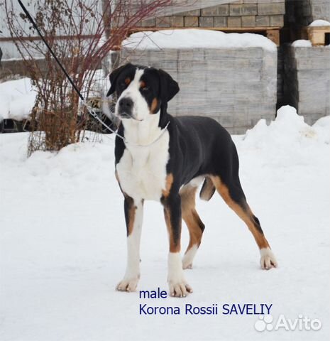 Большой шв. зенненхунд