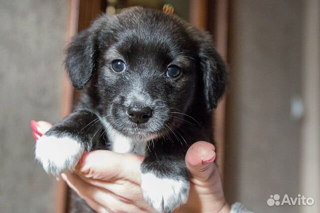 Чудесный щенок от маленькой собачки