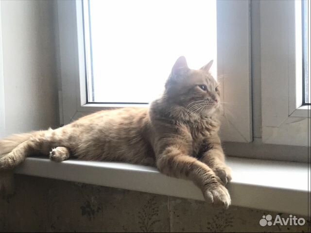 Отдадим рыжего котика в добрые руки