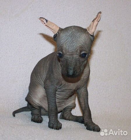 Мексиканская голая супер мини