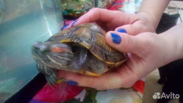 Отдам красноухую черепаху