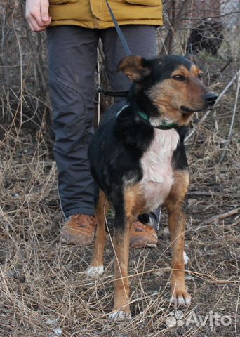 Отдам в хорошие руки