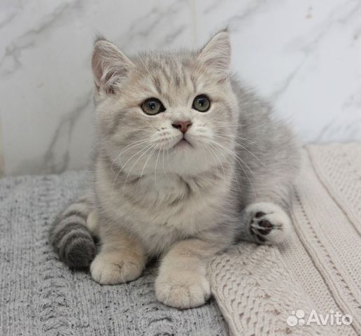 Голубое золото кошечка Монсоро