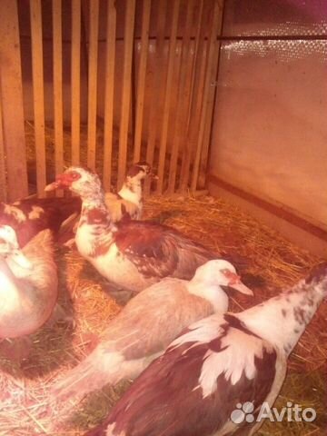 Селезень индоуток