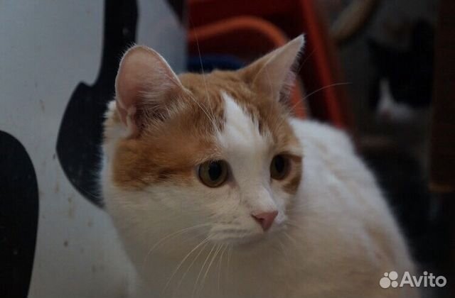 Кот Лучик отдаётся бесплатно