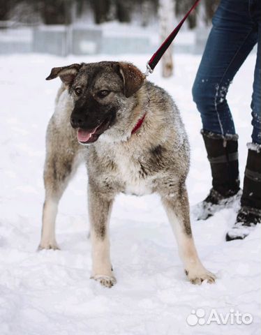 Пес Кай в добрые руки