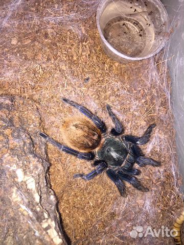 Паук-птицеед chromatopelma cyaneopubescens