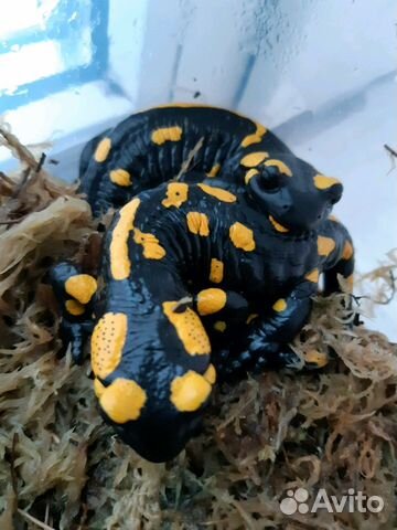 Огненные саламандры