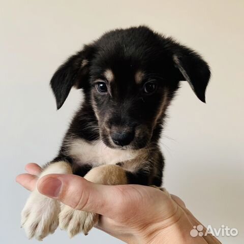 Щенок мальчик метис бесплатно