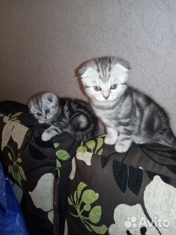 Котята шотландские, вислоухие, мраморный окрас