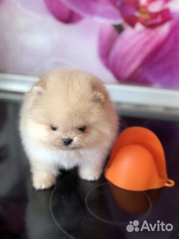 Сладкие малыши.Пом.шпиц