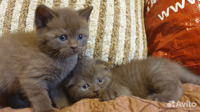 Маленький кусочек счастья в ваш дом