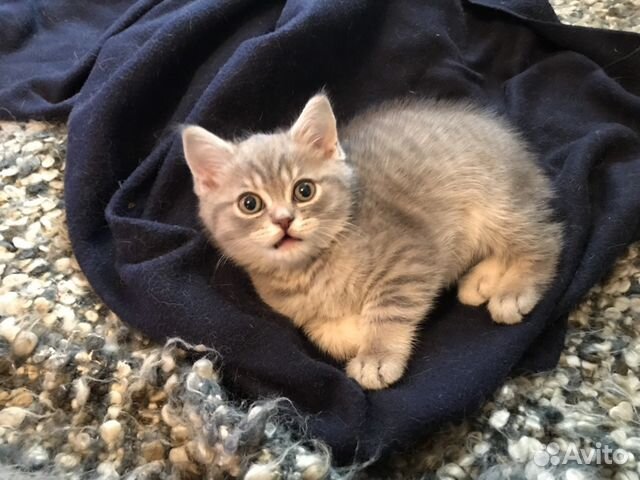 Котенок ищет хозяев