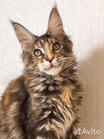 Две красотки из штата мейн