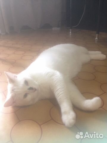 Белоснежная красавица в заботливые руки